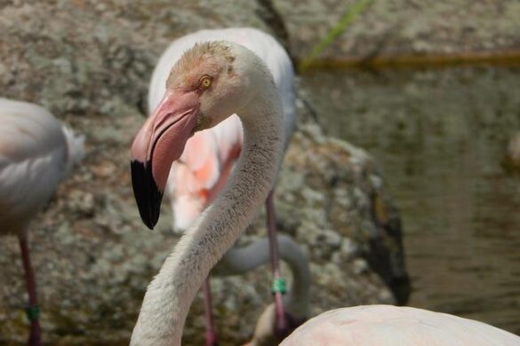 Ousmane Dembele's Thunderous Reaction After Rejecting MOTM Award! - Foot