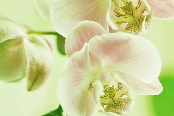 Jules Kounde Ranks 3rd in Most Appearances by French Players for ...